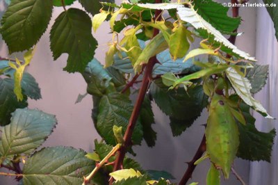 Insektarium — DahmsTierleben